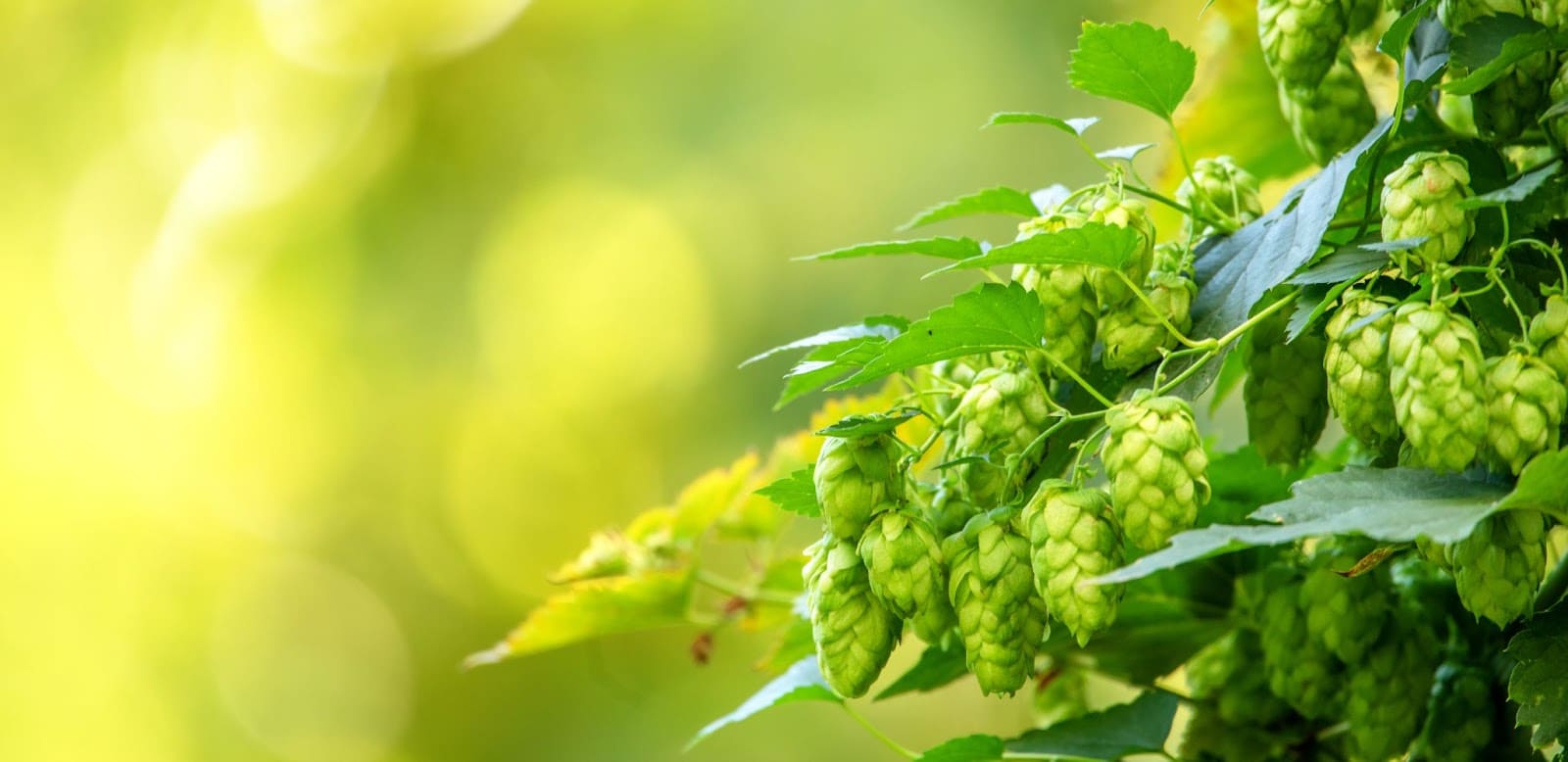 Lúpulo Cascade: tudo sobre o queridinho lúpulo norte americano
